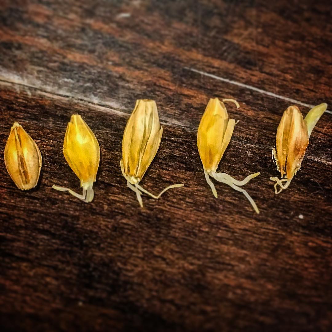 Introduction to Grain Mashing for the Home Distiller – Learn to Moonshine